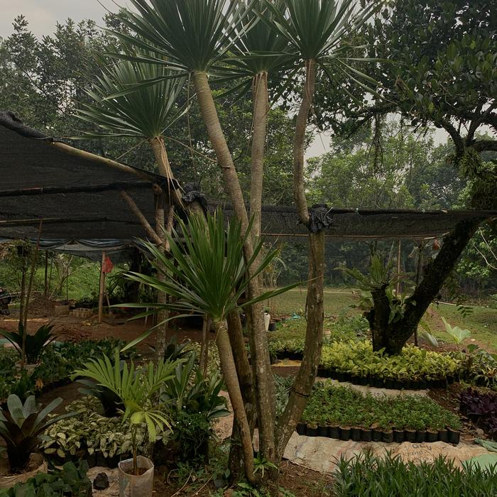 Jual pandan bali cabang 5,tinggi 4 meter daun. Tanaman hias pandan bali ...