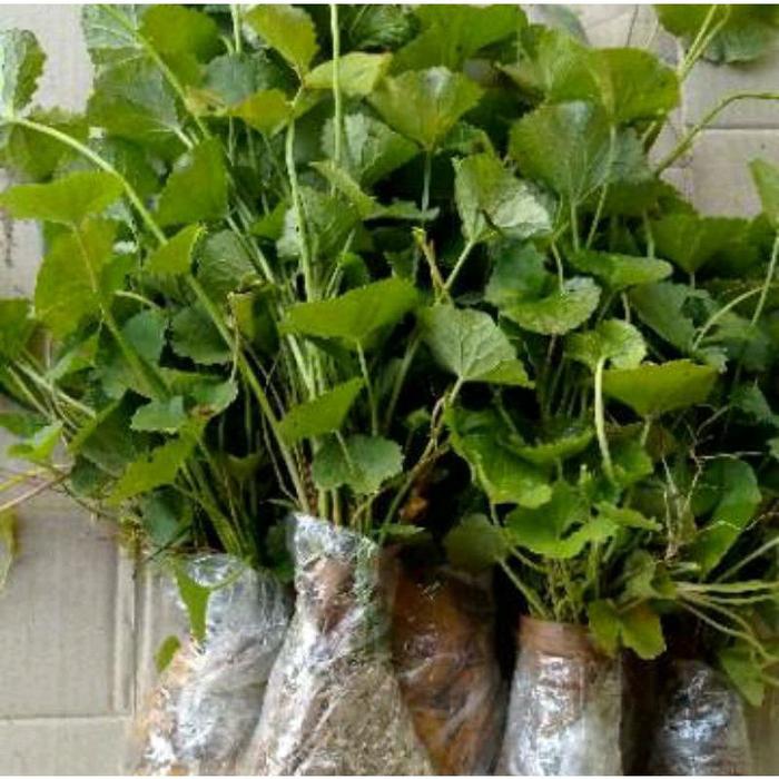 Jual bibit pegagan / antanan sawah ukuran jumbo - Kab. Bandung - razka ...