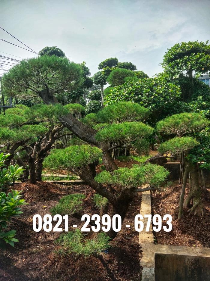 Jual Bonsai Cemara Udang || Paket Plus Tanem | Pusatnya Pohon Bonsai ...