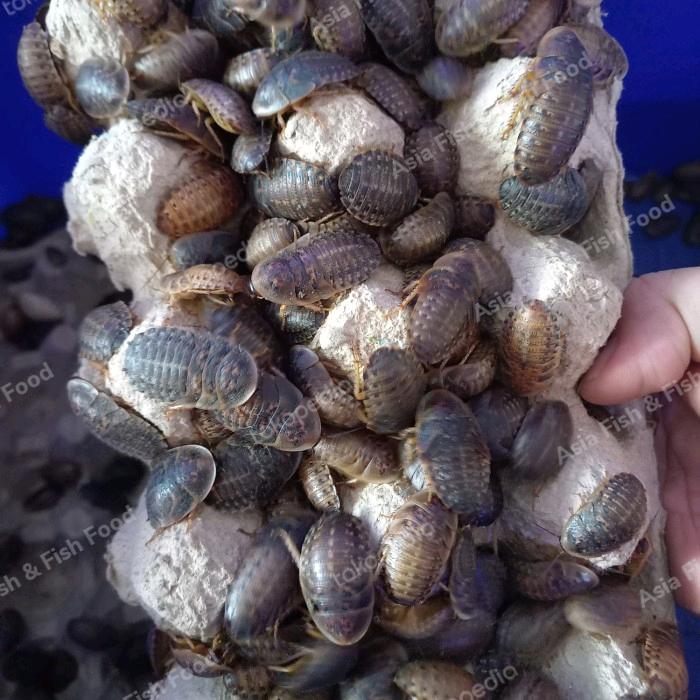 Jual kecoa dubia - Kota Tangerang - Asia Fish & Fish Food | Tokopedia