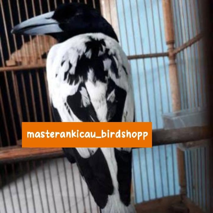 Promo burung jagal Papua sultan jantan dewasa sudah rajin bunyi ...