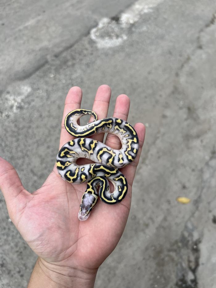 Jual ball python highway super pastel - Kota Tangerang - ballpythonindo ...