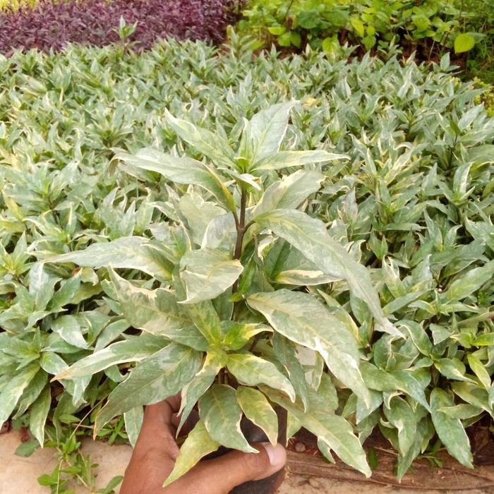 Jual Tanaman hias pohon Gandarusa putih_ - Kab. Bogor - Dekorasi ...