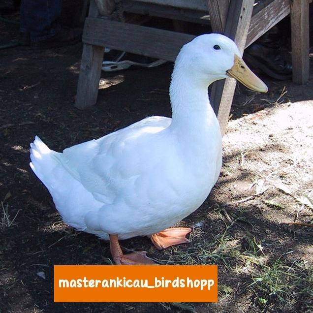 Jual bebek Peking hibrida dewasa siap produksi - Jakarta Timur - masterankicau_birdshopp | Tokopedia