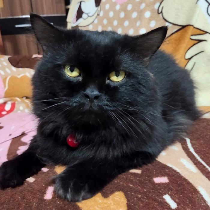 Kucing Persia Hitam Kucing Persia Hitam Ini Bisa Berakting Layaknya
