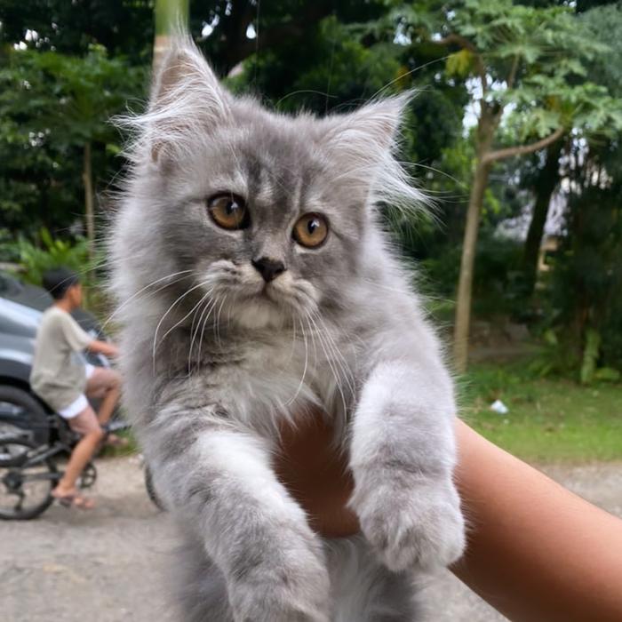 Jual kucing maine coon jantan - Kota Depok - Lala cattery | Tokopedia