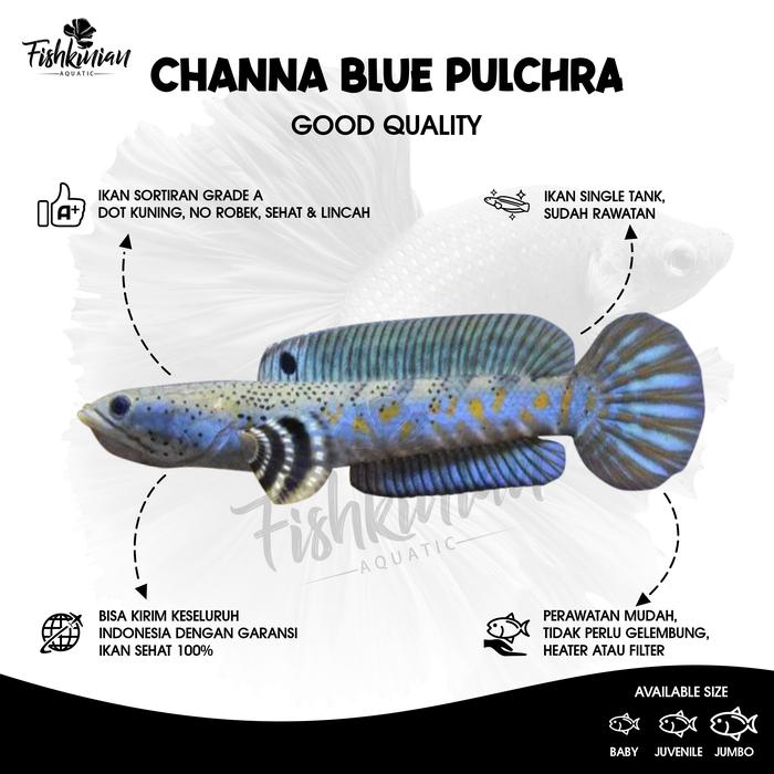 Jual Ikan Channa Blue Pulchra 8-10 cm - SINGLE TANK - Kota Tangerang ...