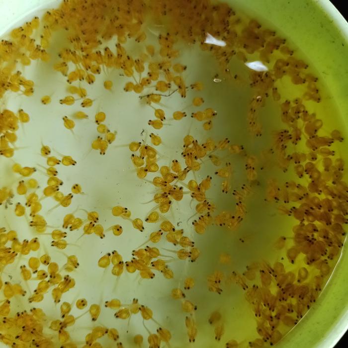 Jual larva gurame soang paket 500 ekor - Kota Depok - arya fish | Tokopedia