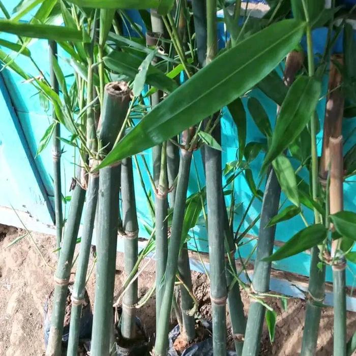 Jual bibit bambu petung bambu jumbo - Kab. Bandung - razka_tanaman ...