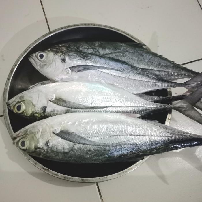Jual Ikan Tengkek Segar 1kg - Jakarta Utara - Seafood wike | Tokopedia