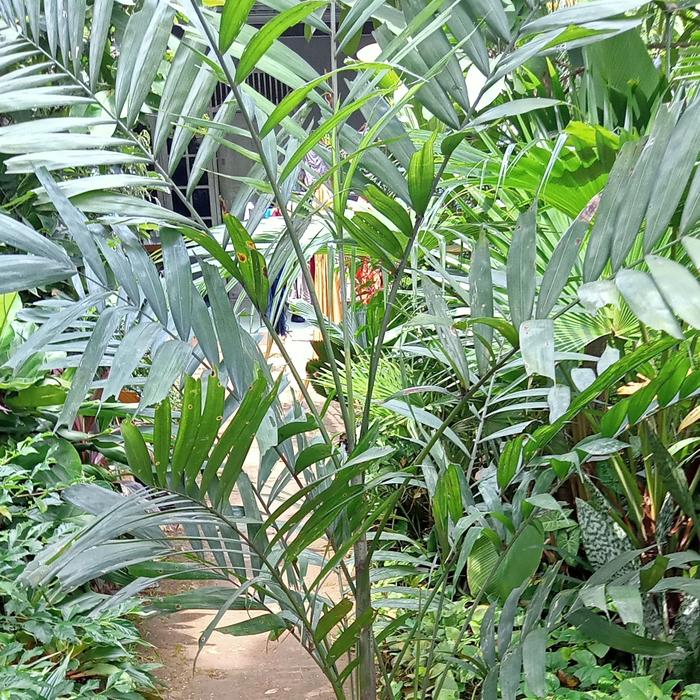 Jual tanaman hias palem Jepang 2 meter - Kota Depok - Arisflora | Tokopedia