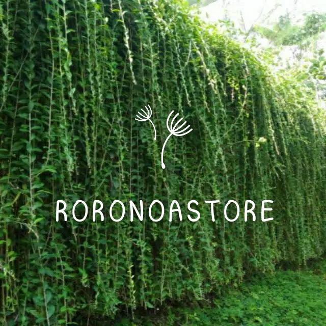 Jual tanaman hias menjuntai lee kwan yew / merambat li kwan yu/ le kwan ...