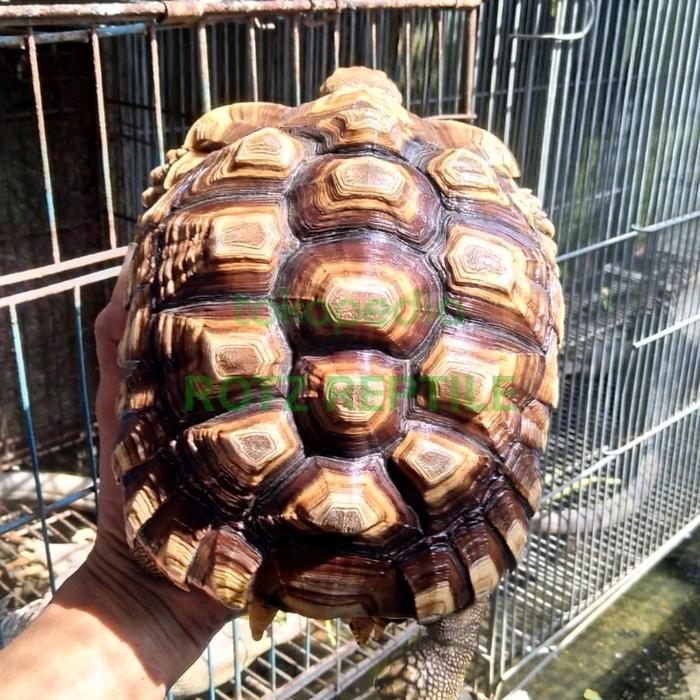 Jual SULCATA 22CM visual FEMALE - Kota Surabaya - ROTZ REPTILE | Tokopedia