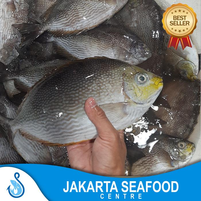 Jual Ikan Baronang Segar 1kg Isi 3-5 Ekor Fresh - Jakarta Utara ...