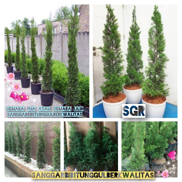 Jual Tanaman hias Cemara Papua/Cemara Sinensis kondisi tanaman sdh ...