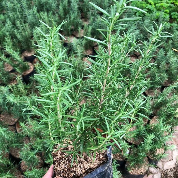 Jual tanaman rosemary besar rimbun - Kab. Bogor - beautiful plant ...