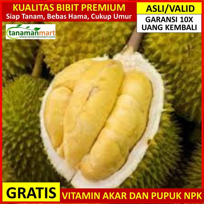 Jual Bibit Durian Bawor Asli Bergaransi, Pohon Buah Duren Banyumas Valid - Kab. Bekasi ...
