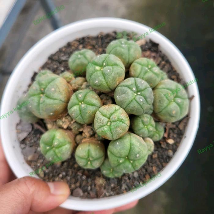 Jual Kaktus Lophophora / Peyote Cluster Di Seller Noelle - Cengkareng ...