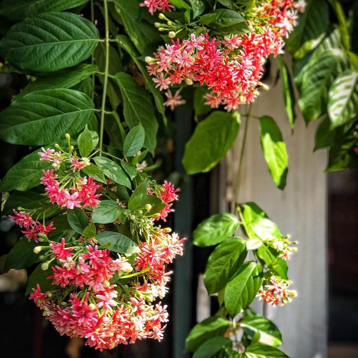 Jual paket 10 tanaman melati belanda/tanaman menjuntai melati belanda ...