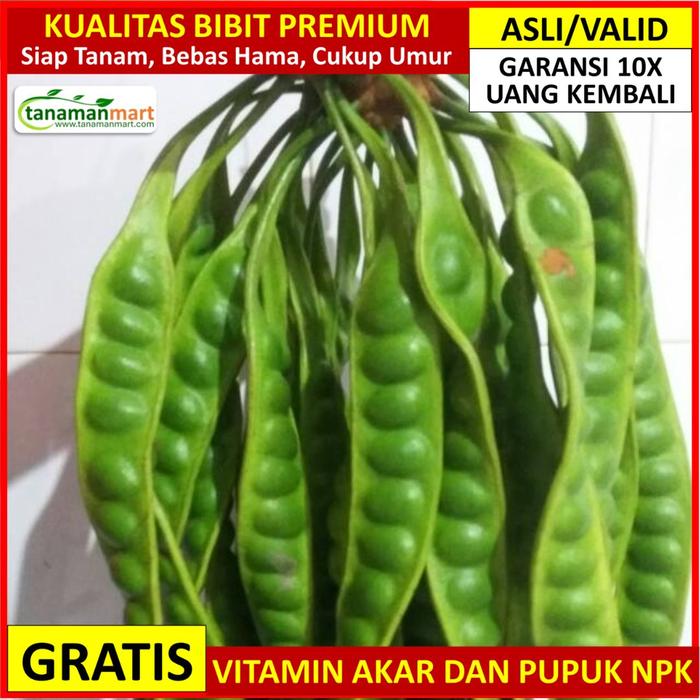 Jual Bibit Pete Asli Bergaransi, Pohon Buah Petai Okulasi Valid - Kab ...