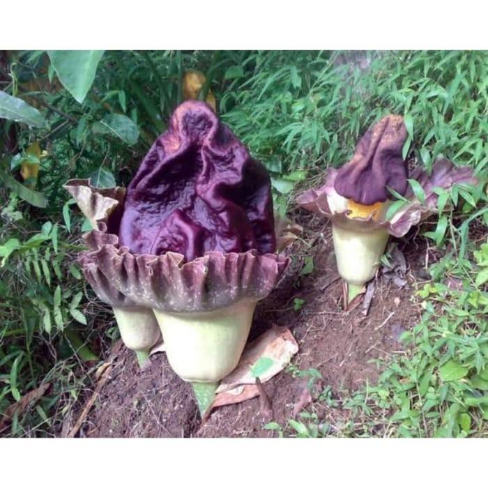 Jual jual bibit bunga bangkai,bibit bunga berbentuk umbi perkilo ...