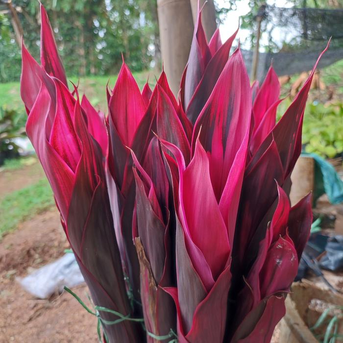 Jual tanaman andong merah/pohon hanjuang merah - Kab. Bogor - beautiful ...