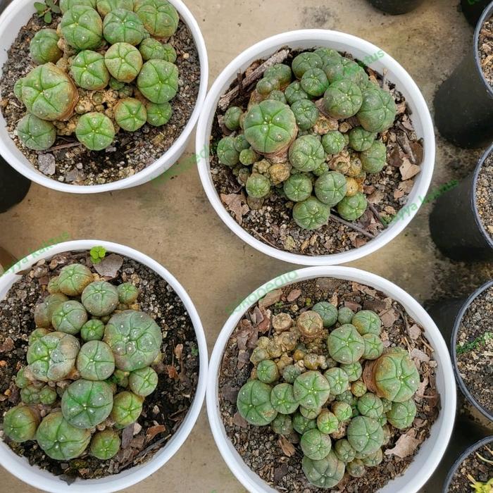 Jual Kaktus Lophophora / Peyote Cluster Di Seller Noelle - Cengkareng ...