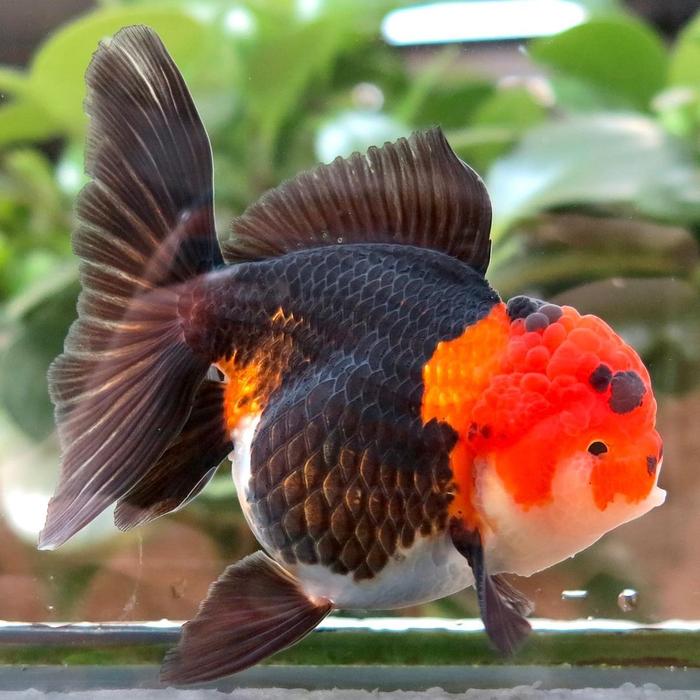Jual ikan mas koki oranda, jambul tricolor panda jumbo/besar grade A - Jakarta Selatan - ikan ...