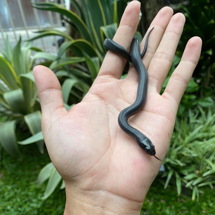 Jual mexican black king snake (MBK) Female baby - Kota Blitar ...