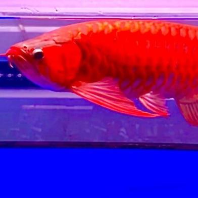 Jual ARWANA SUPER RED - Kota Depok - Q Aquascape | Tokopedia