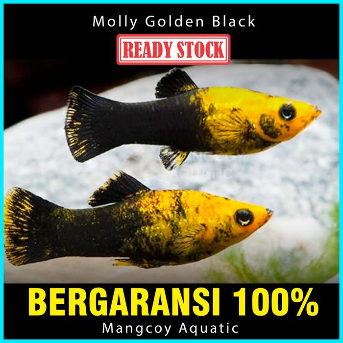 Jual MOLLY GOLDEN BLACK - Ikan Hias Pemakan Algae / Alga Eater - Jakarta Barat - Mangcoy Aquatic ...