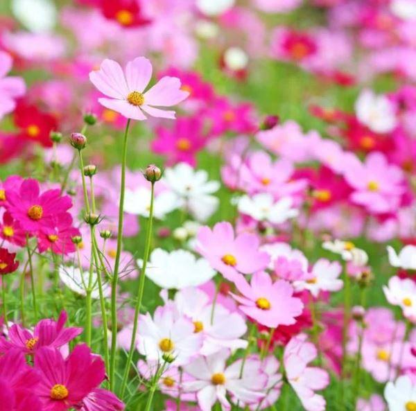 Jual 1 Biji Benih Bunga Cosmos Dwarf Mix Bunga Cantik Warna Cerah ...