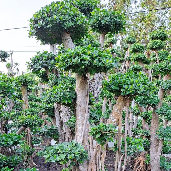 Jual bibit bonsai beringin korea/tanaman beringin dollar - Kab. Bogor ...