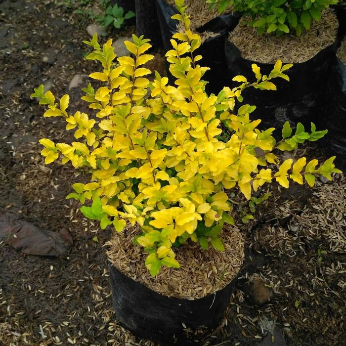 Jual bibit bonsai legistrum kuning/tanaman bonsai legistrum kuning ...