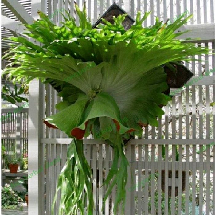 Jual PLATYCERIUM WANDAE TANDUK RUSA KADAKA TANDUK RUSA UKURAN SEDANG ...