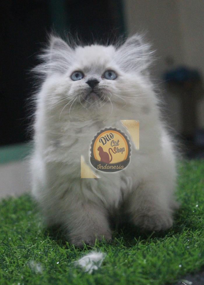 Jual Kucing Himalaya Mata Biru Long Hair - Jakarta Pusat ...