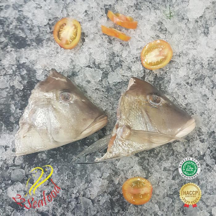 Jual Ikan Lencam / Kepala Ikan Lencam Katamba / Ikan Laut / Seafood 22 ...
