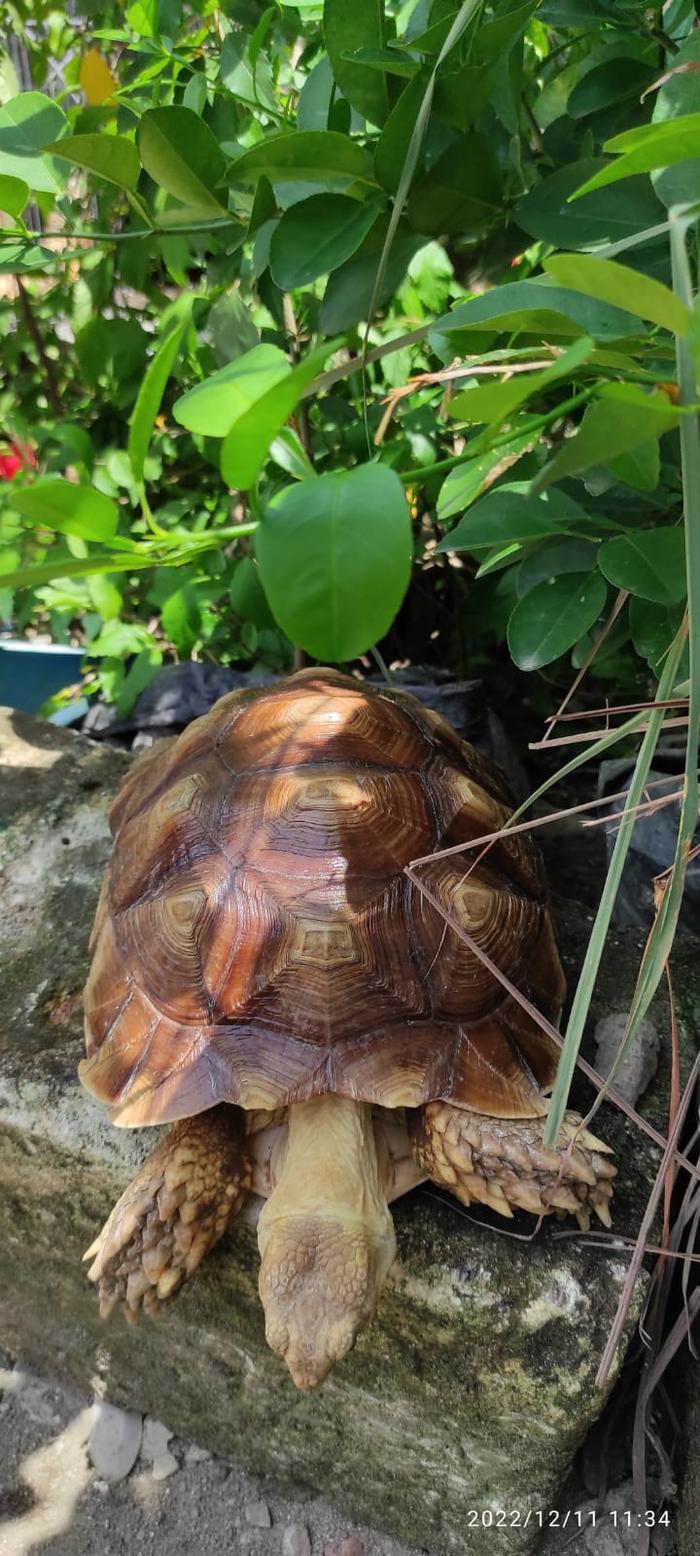 Jual sulcata het albino jantan 28 cm - Kota Surabaya - Fanilastore ...