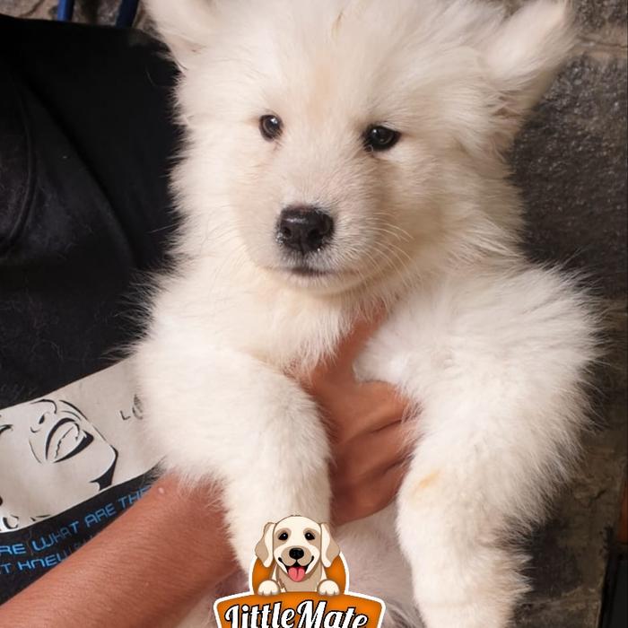Samoyed Corgi Mix