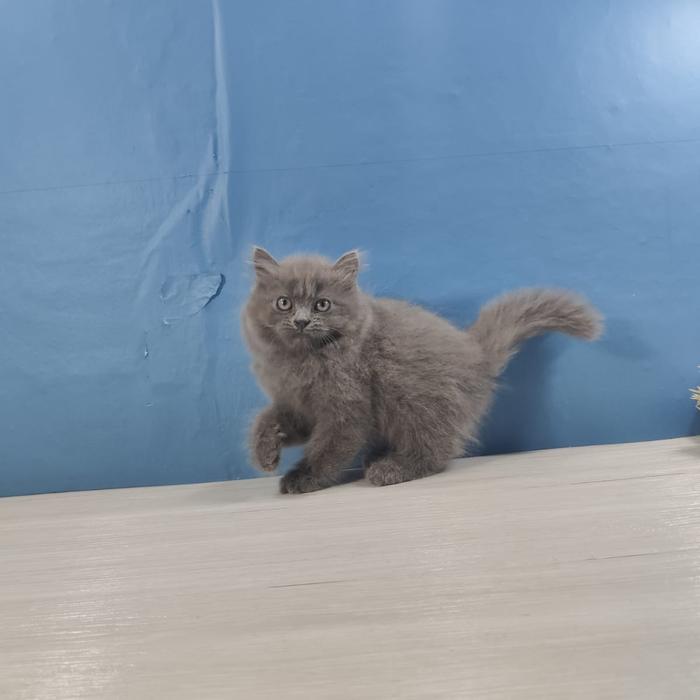 Jual Kucing persia longhair abu solid warna favorit 3bulan - Kota ...