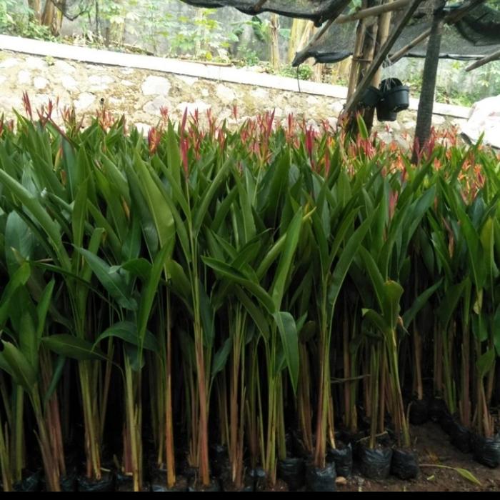 Jual paket 1000 pohon heliconia / pisang pisangan - Kab. Bogor - D ...
