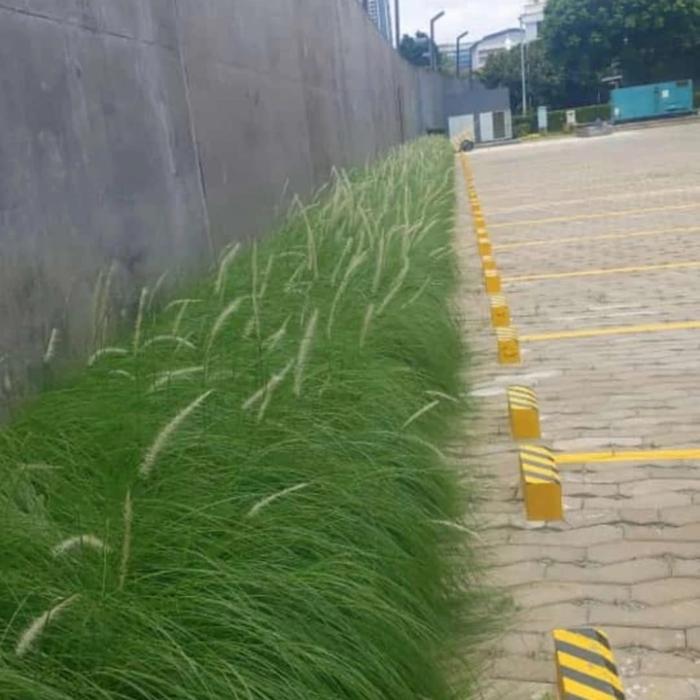 Jual TANAMAN EKOR KUDA - Kab. Bogor - BajaduArt | Tokopedia