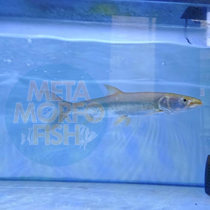 Jual Ikan elopichthys bambusa - Jakarta Timur - METAMORFOFISH | Tokopedia