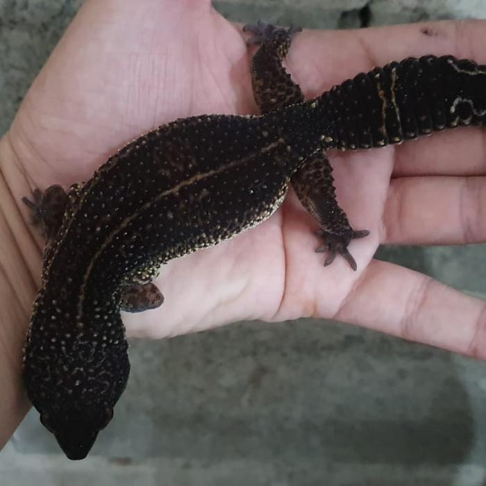Promo black night leopard gecko - Kab. Bojonegoro - THEO REPTILE ...