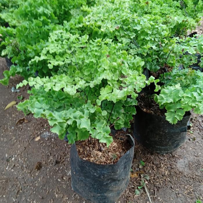 Jual Tanaman Hias Suplir Adiantum Kualitas Bagus Rimbun - Kab. Bogor ...