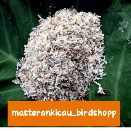 Jual pakan kroto telur semut original super fresh - Jakarta Timur ...