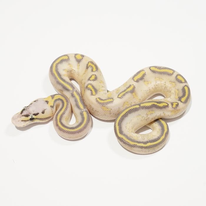 Jual (M) Highway Pastel het Clown | Ball Python - Kota Bogor - Snakeboy ...