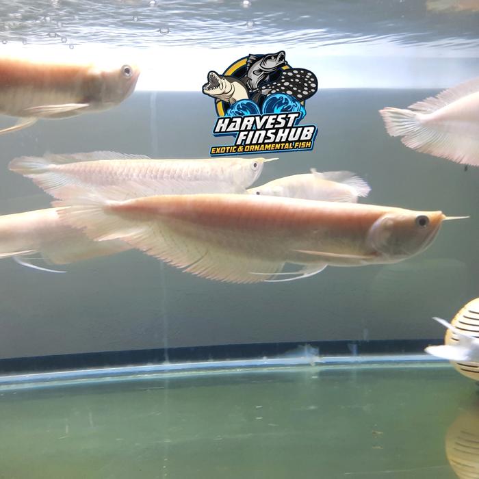 Jual arwana / arowana silver albino 33cm 35cm unik - Jakarta Pusat ...