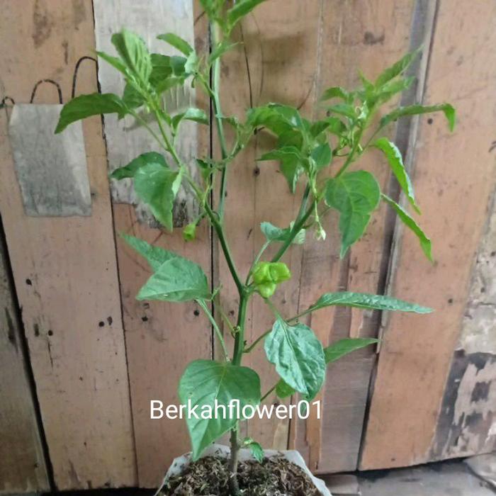 Pohon Cabe