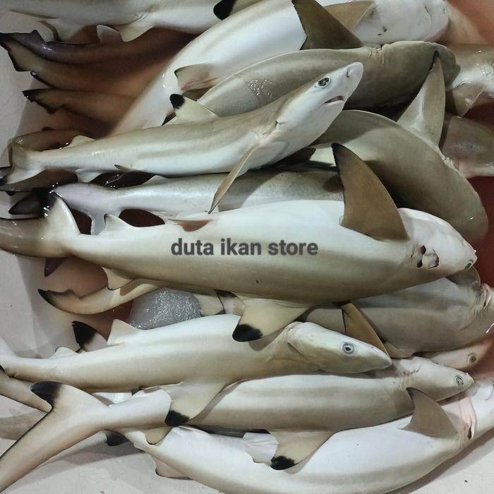 Jual ikan cucut segar 1kg - Jakarta Utara - Duta ikan store | Tokopedia